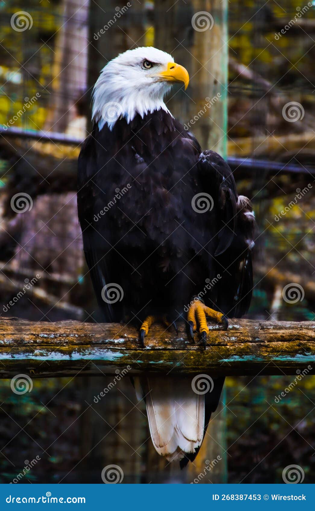 Vertical Closeup of a Bald Eagle Perched on the Tree Branch Stock Image ...