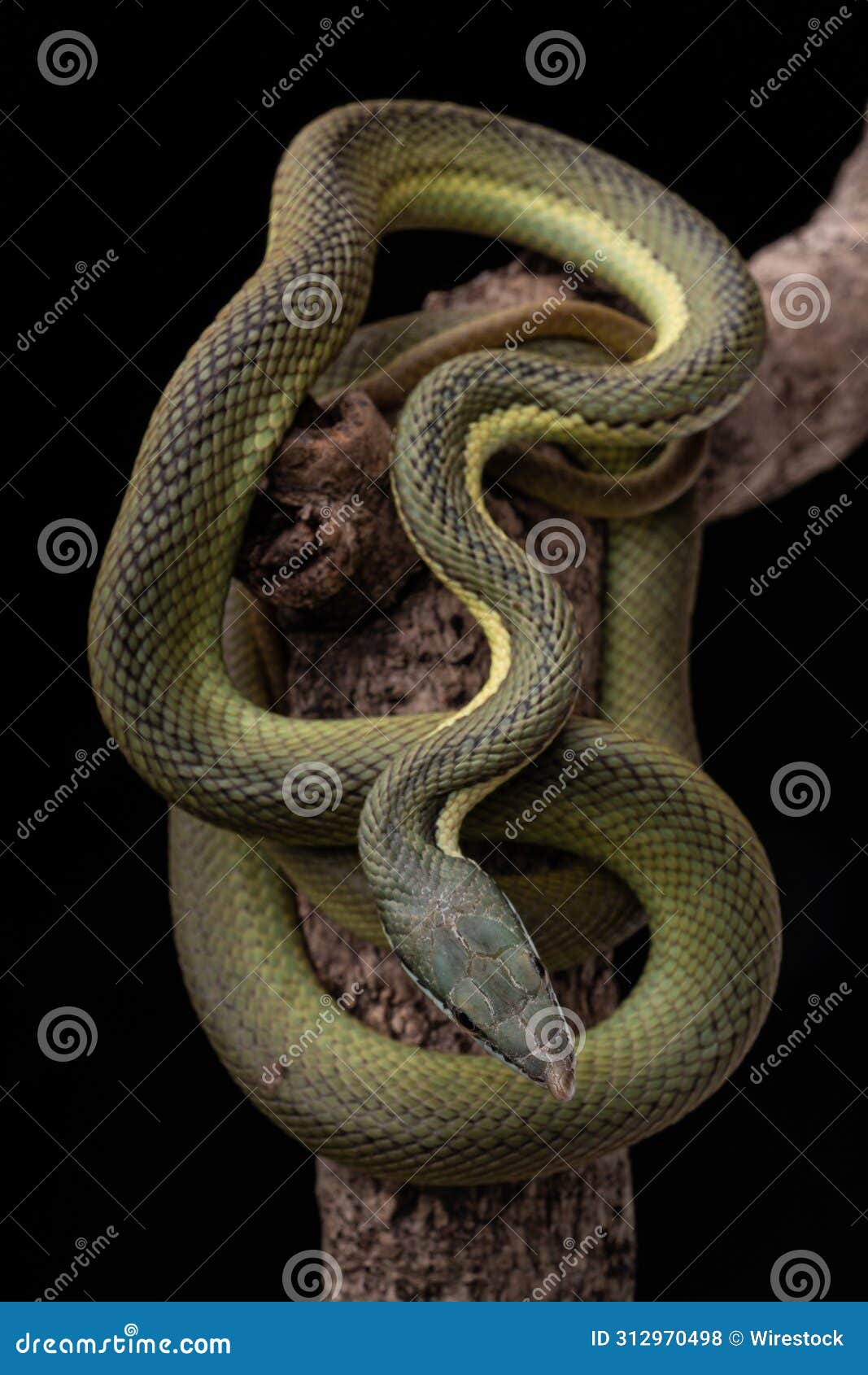 Vertical Closeup of a Baron Green Racer Snake on a Branch Stock Photo ...