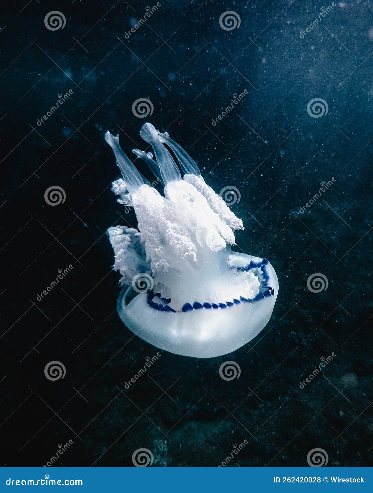 Vertical Closeup of a Barrel Jellyfish Underwater Stock Photo - Image ...