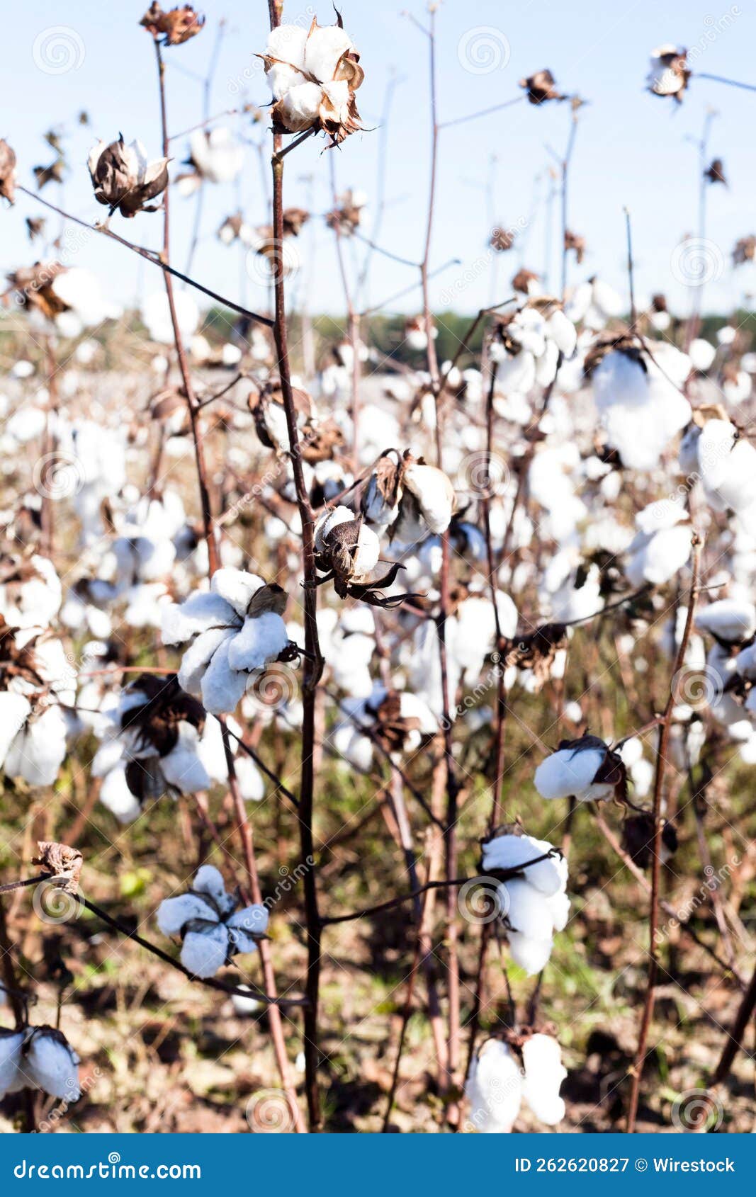 Vertical Closeup of a Beautiful Cotton Field Stock Image - Image of ...