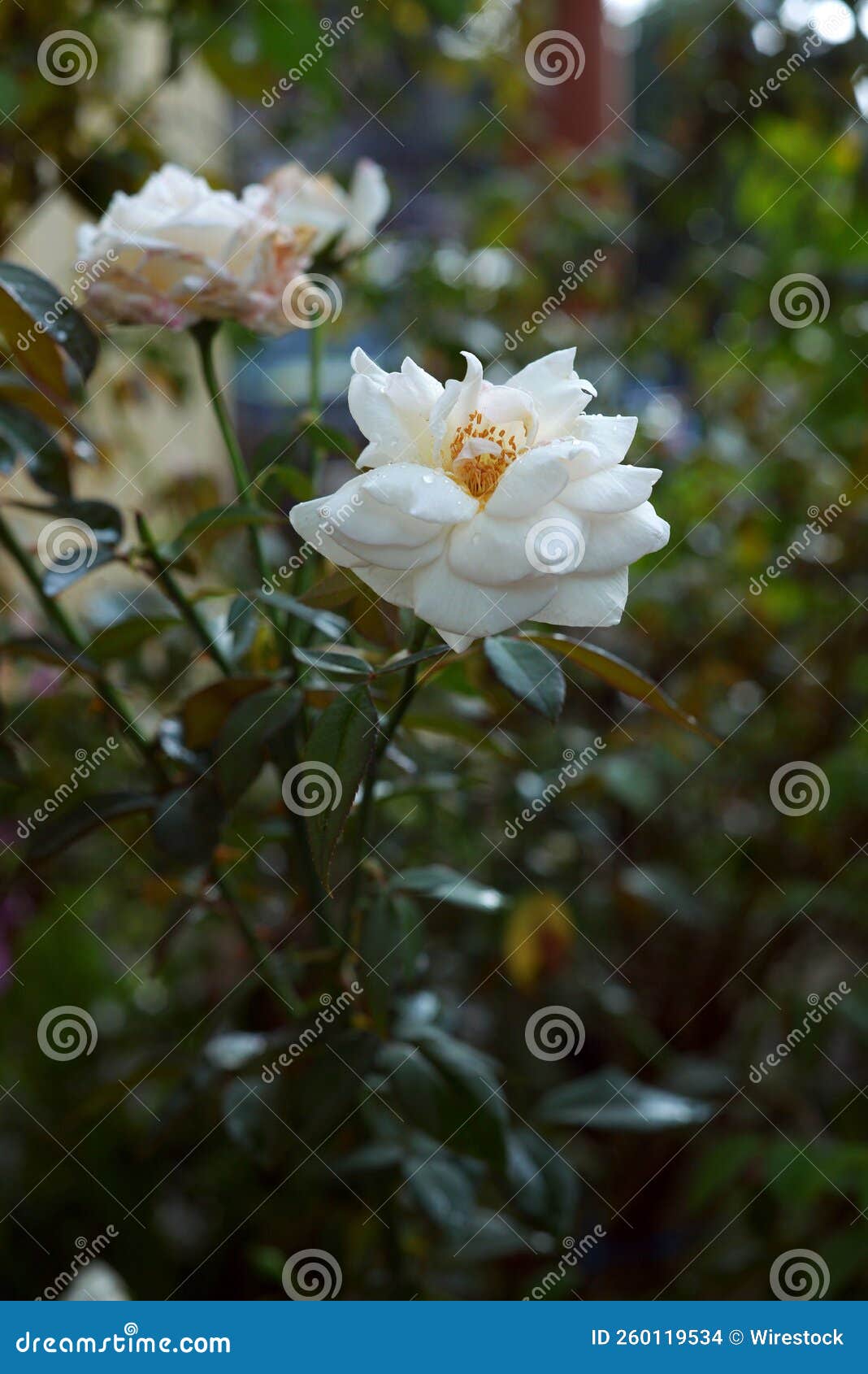 Vertical Closeup of Beautiful Roses in a Garden Stock Photo - Image of ...