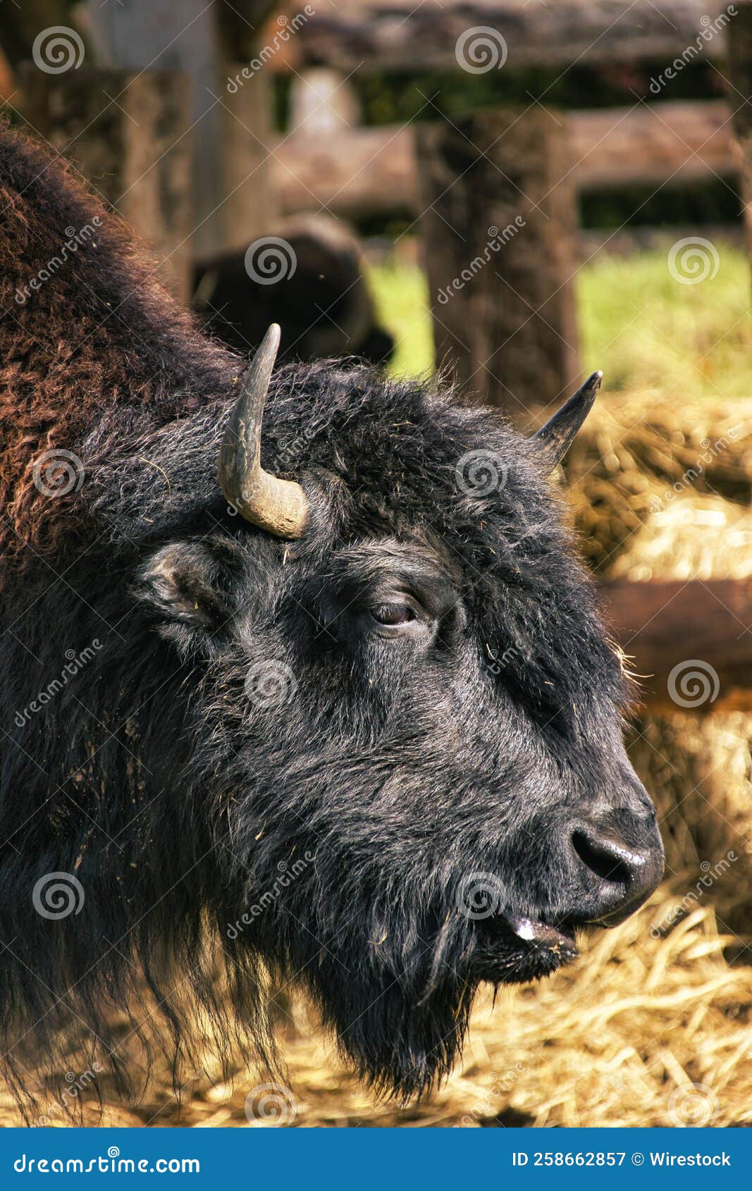 Vertical Closeup of a Black Bison with Sharp Horns on the Barn Stock ...
