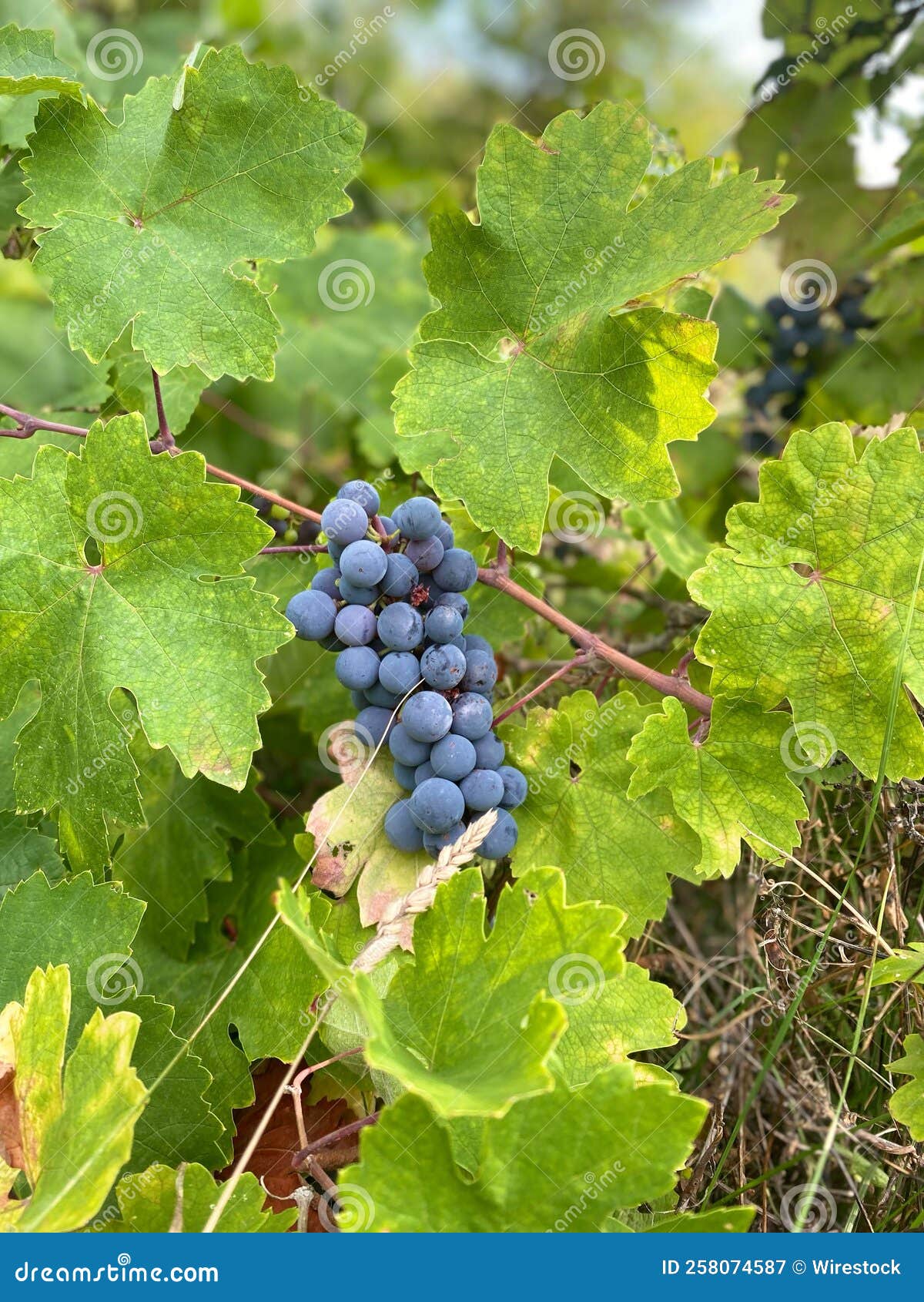 Vertical Closeup of a Black Grape with Green Leaves Background Stock ...