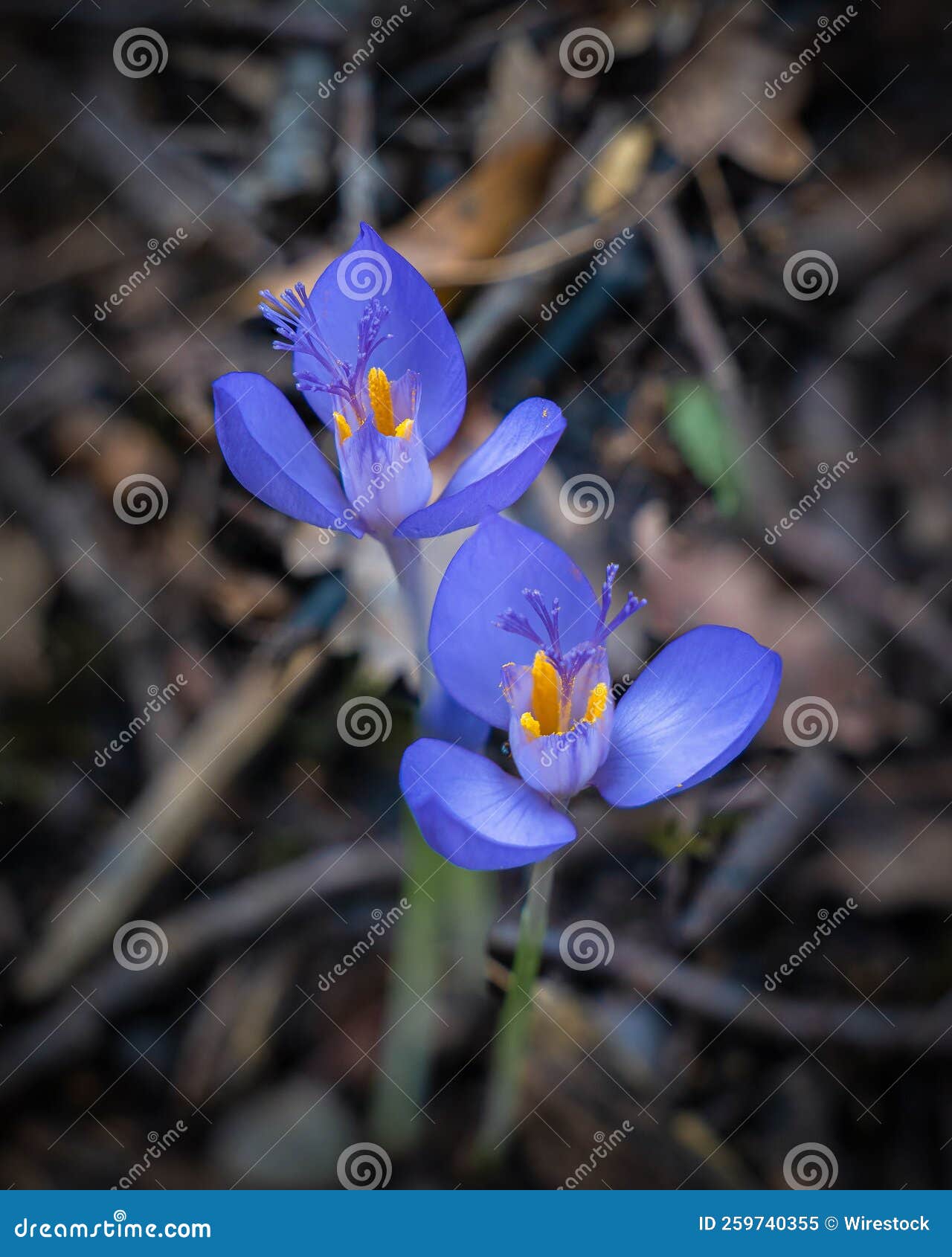 Vertical Closeup of the Blue Crocus Banaticus Stock Image - Image of ...