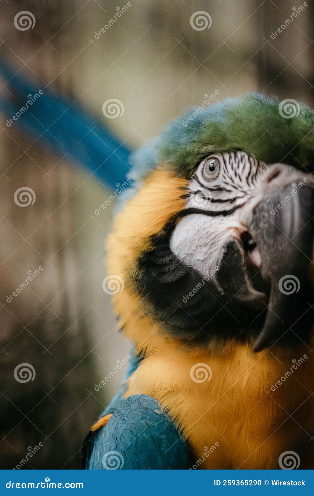 Vertical Closeup of a Blue and Yellow Macaw Showing Eyes and Beak Stock ...