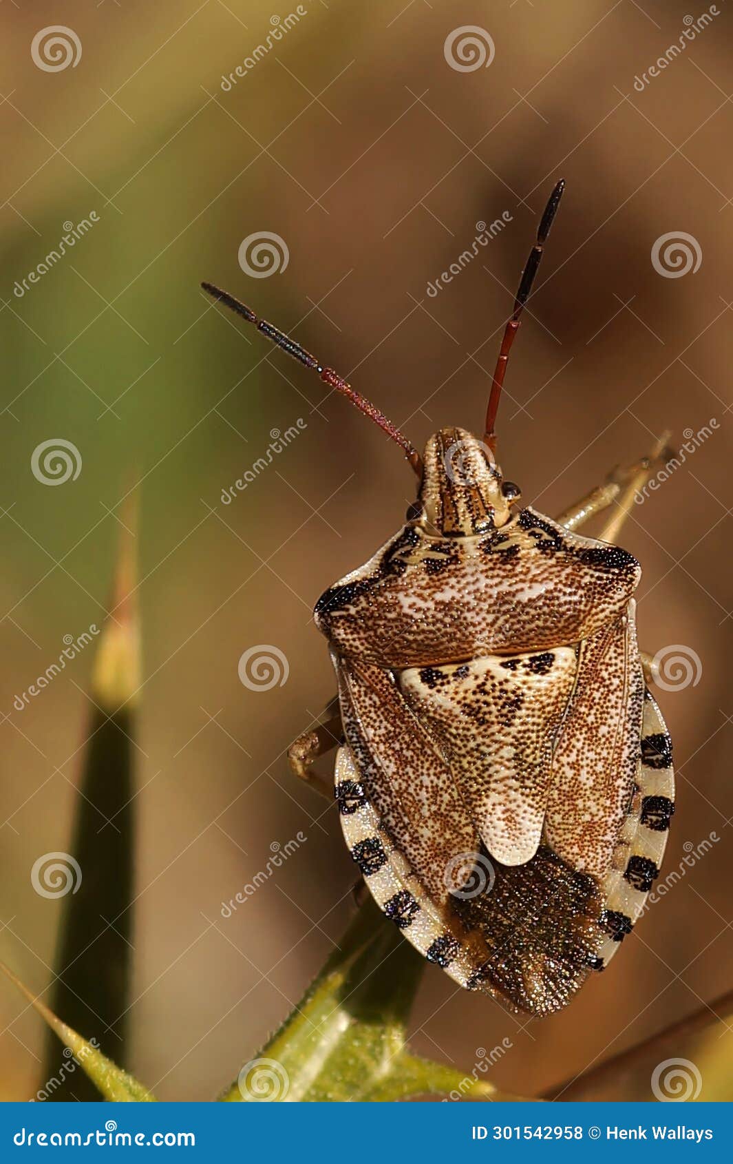 Vertical Closeup on a Brown Mediterranean Pentatomid Shield Bug Codophila Varia, Sitting on Tip ...