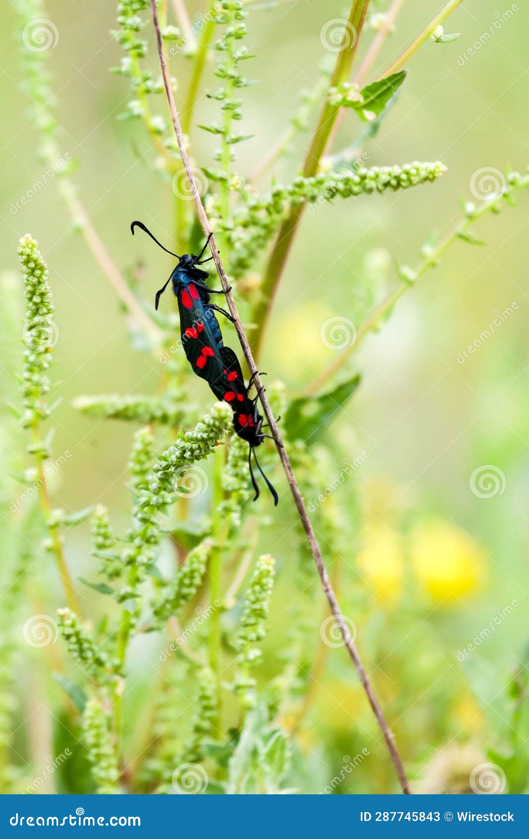 Vertical Closeup of a Bug on a Green Plant in a Field Stock Image ...