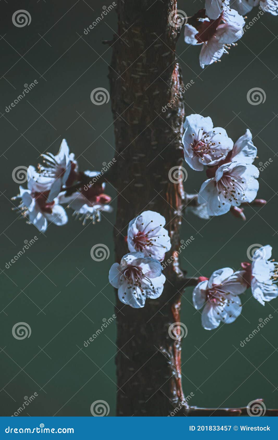Vertical Closeup of a Cherry Blossom Tree Branch Stock Image - Image of ...