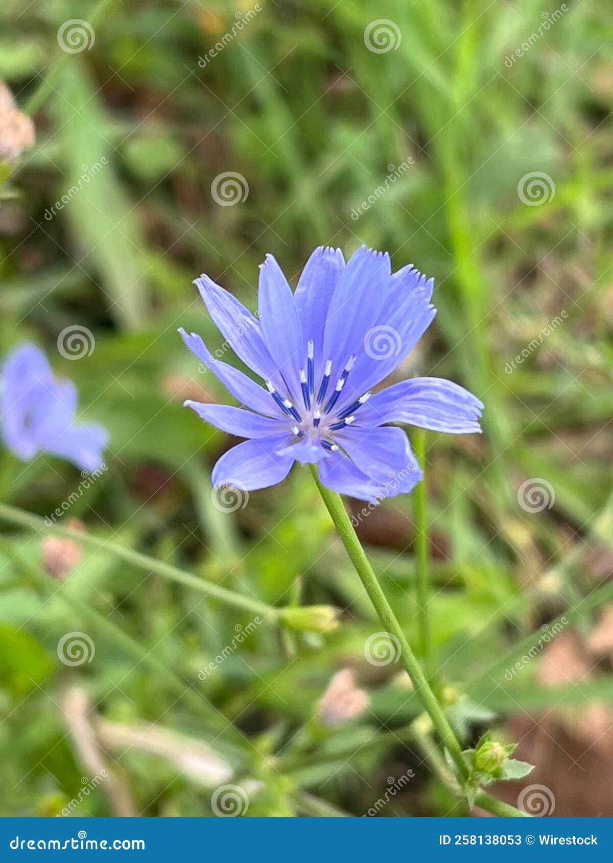 Vertical Closeup of a Chicory, Cichorium Intybus Wild Flower Stock ...