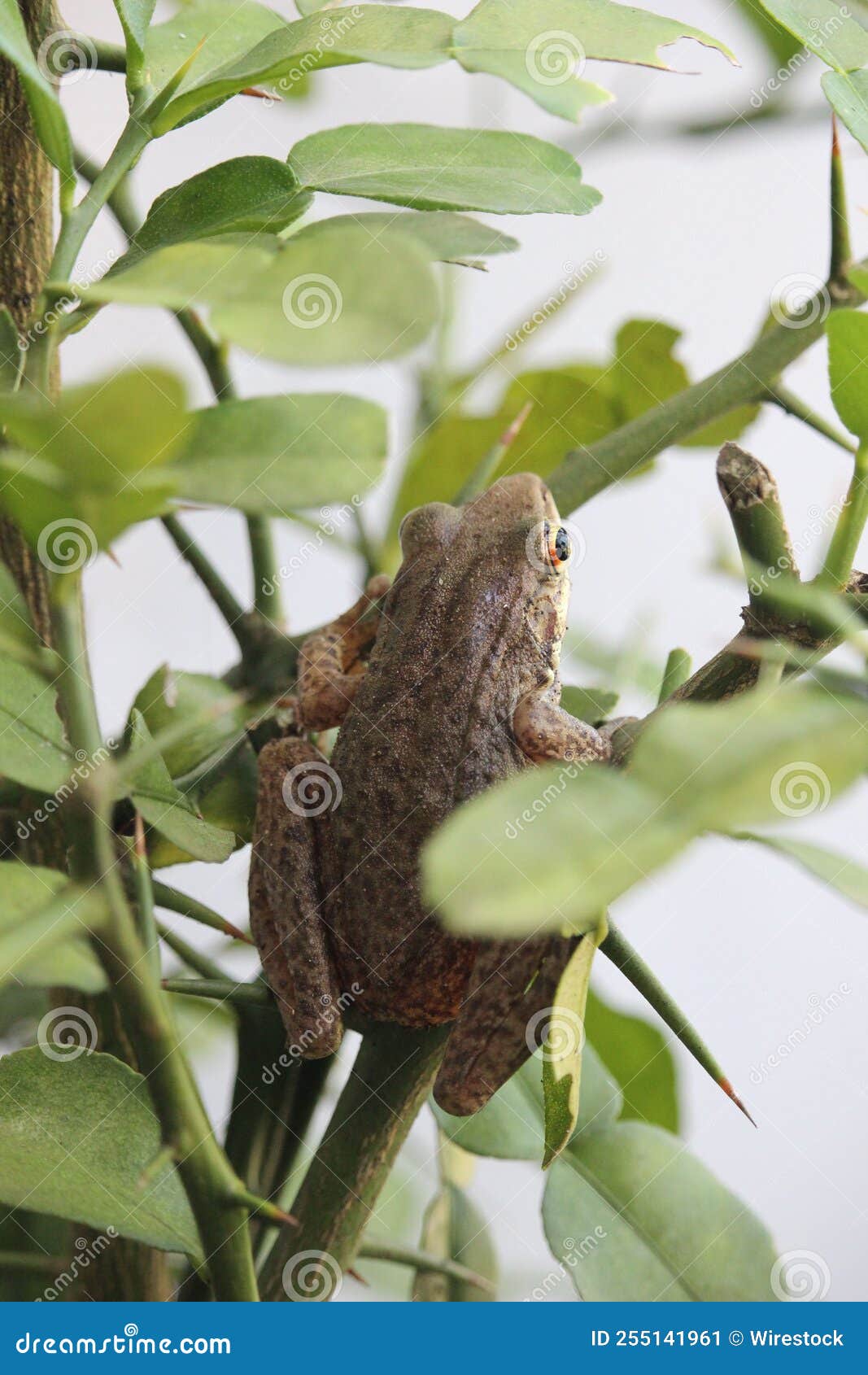 Vertical Closeup of a Common Toad on the Plant. Stock Image - Image of ...