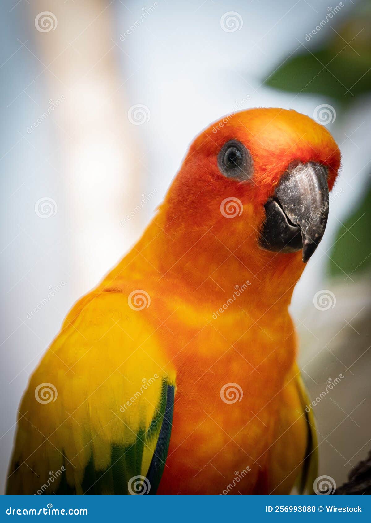 Vertical Closeup of a Conure Stock Photo - Image of orange, plumage ...