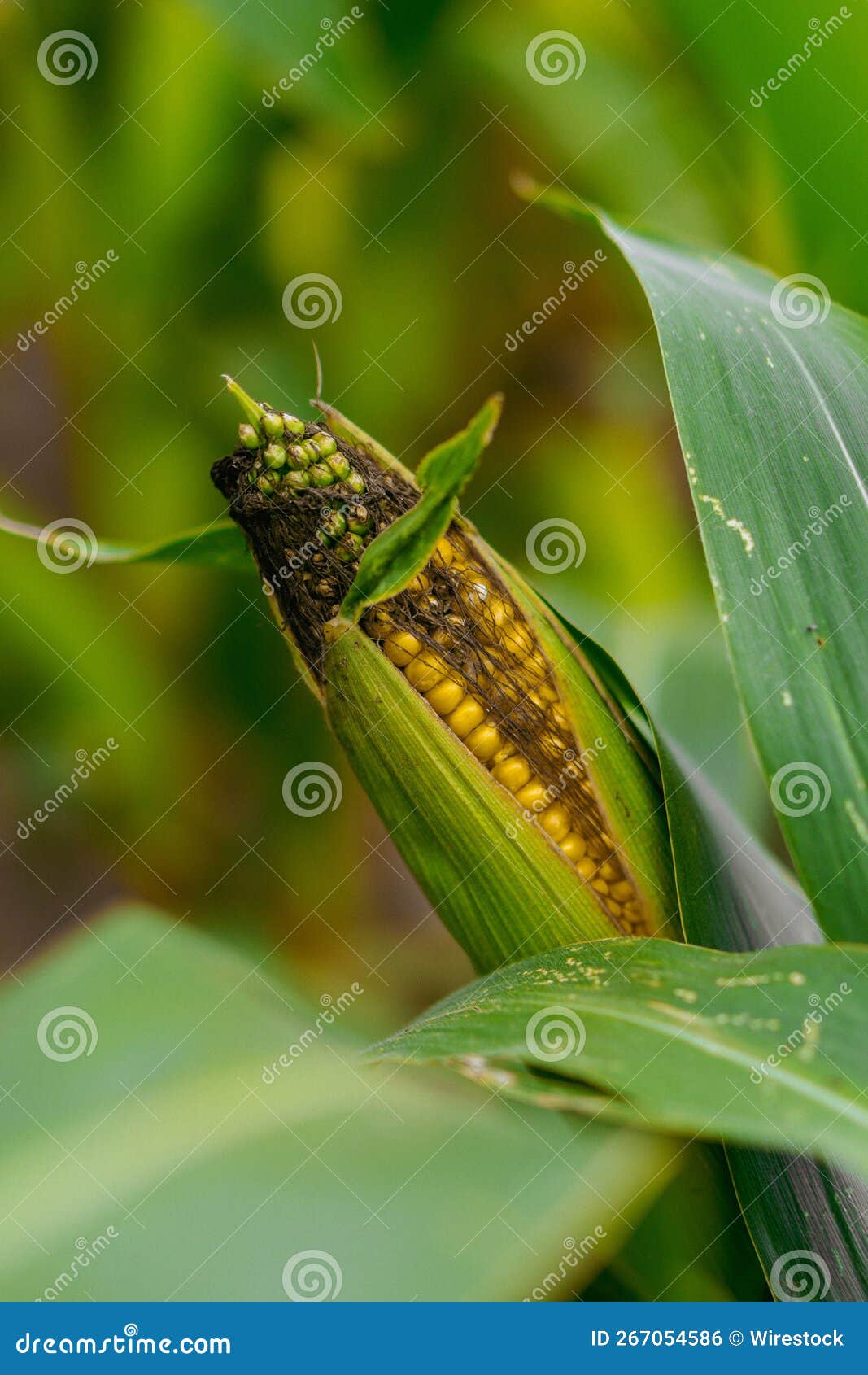 Vertical Closeup of a Corn Growing in a Field Stock Photo - Image of ...