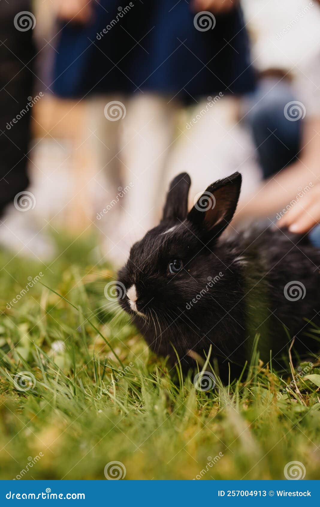 Vertical Closeup of a Cute Black Bunny Being Pet Stock Image - Image of ...