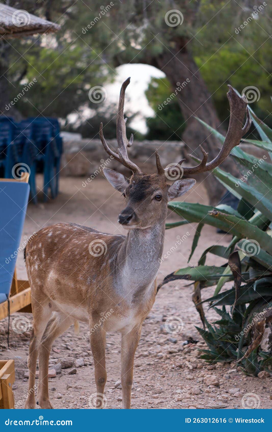 Vertical Closeup of a Deer in a Zoo Stock Photo - Image of animal ...