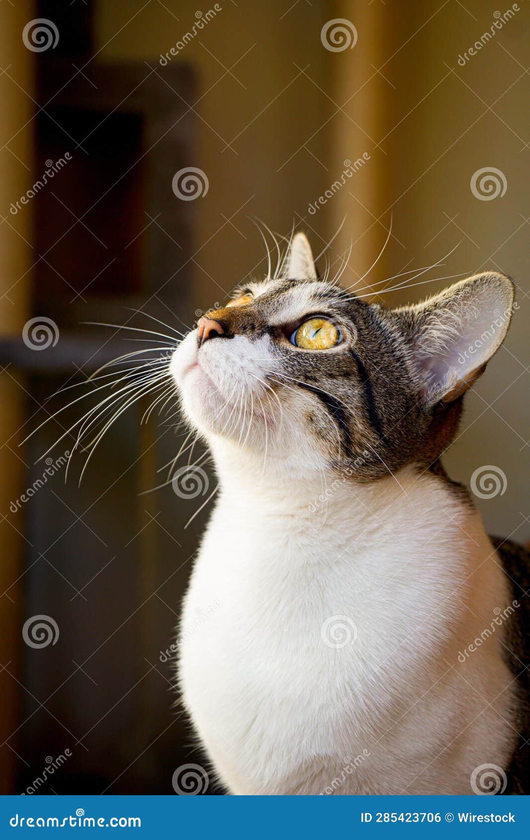 Vertical Closeup of a Domestic Cat Looking Up Stock Photo - Image of ...