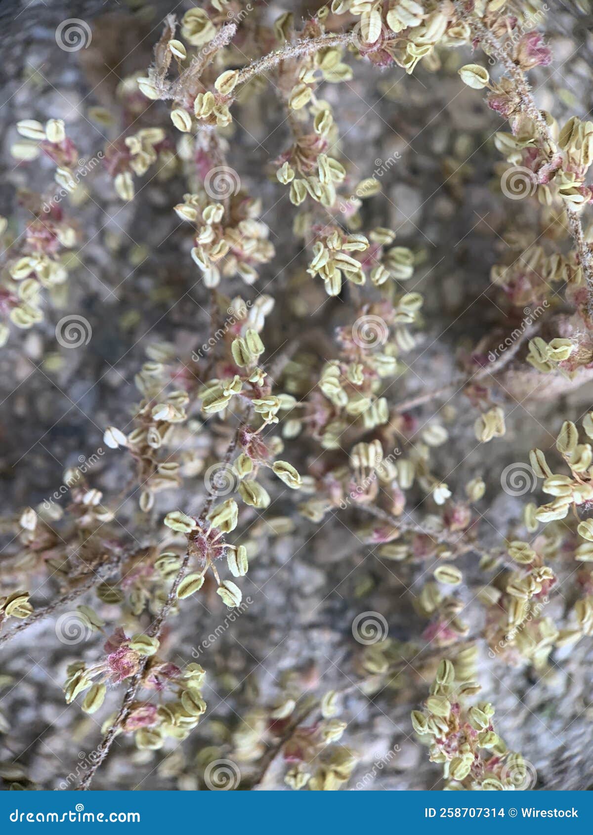 Vertical Closeup of Dried Thyrse Sorrel, Rumex Thyrsiflorus on Rocks ...