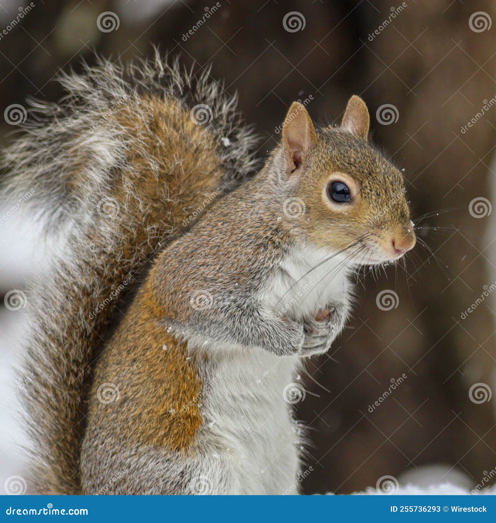 Vertical Closeup of the Eastern Gray Squirrel, Sciurus Carolinensis ...