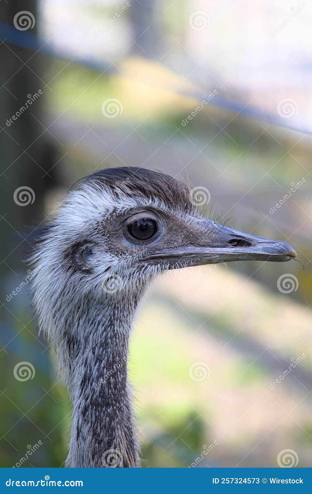 Vertical Closeup of an Emu Head Captured from the Side Stock Image ...