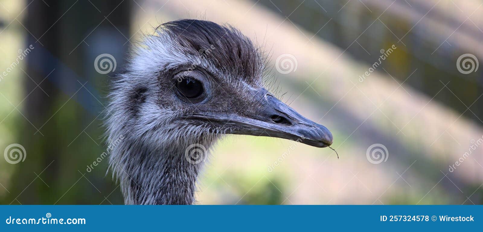 Vertical Closeup of an Emu Head Captured from the Side Stock Photo ...