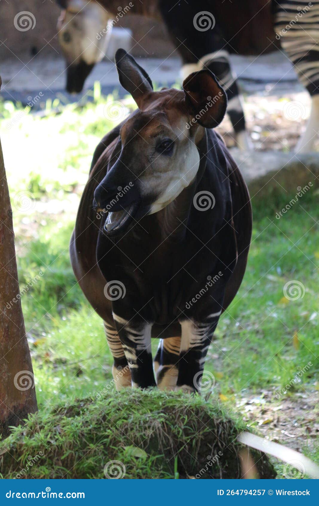 Vertical Closeup of an Endemic Okapi Forest Giraffe Stock Image - Image ...