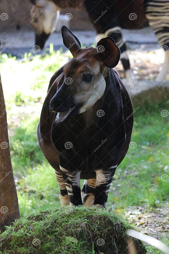 Vertical Closeup of an Endemic Okapi Forest Giraffe Stock Image - Image of beautiful, discovery ...
