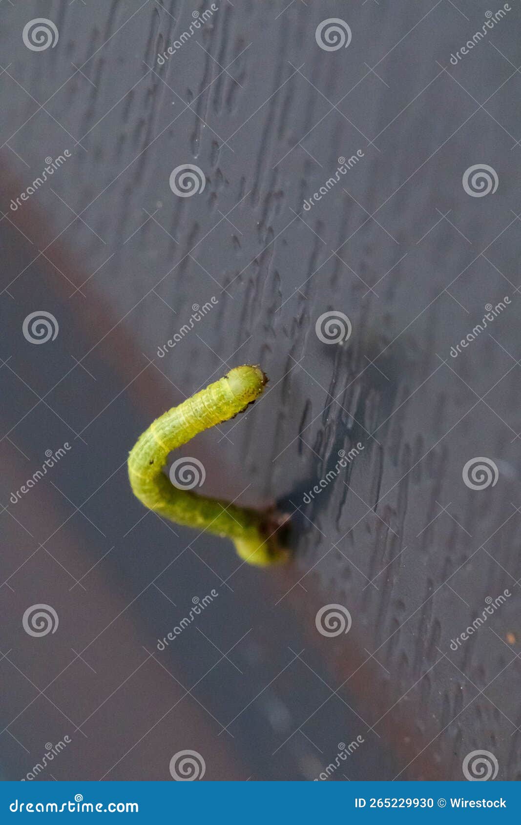 Vertical Closeup of a Fall Cankerworm in an Early Development Stage on a Black Surface Stock ...