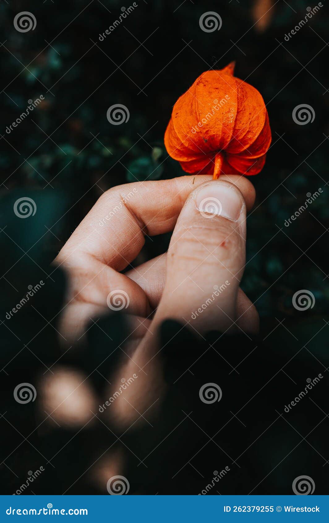 Vertical Closeup of Fingers Grabbing a Delicate Orange Fruit on the ...