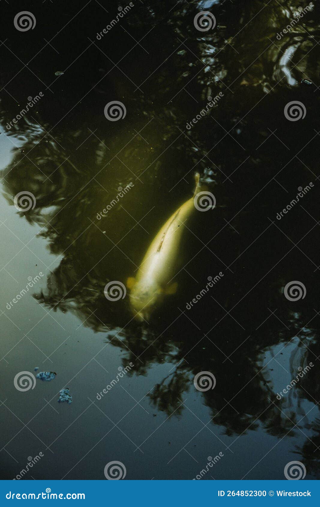 Vertical Closeup of a Fish Swimming in a Pond Stock Photo - Image of ...