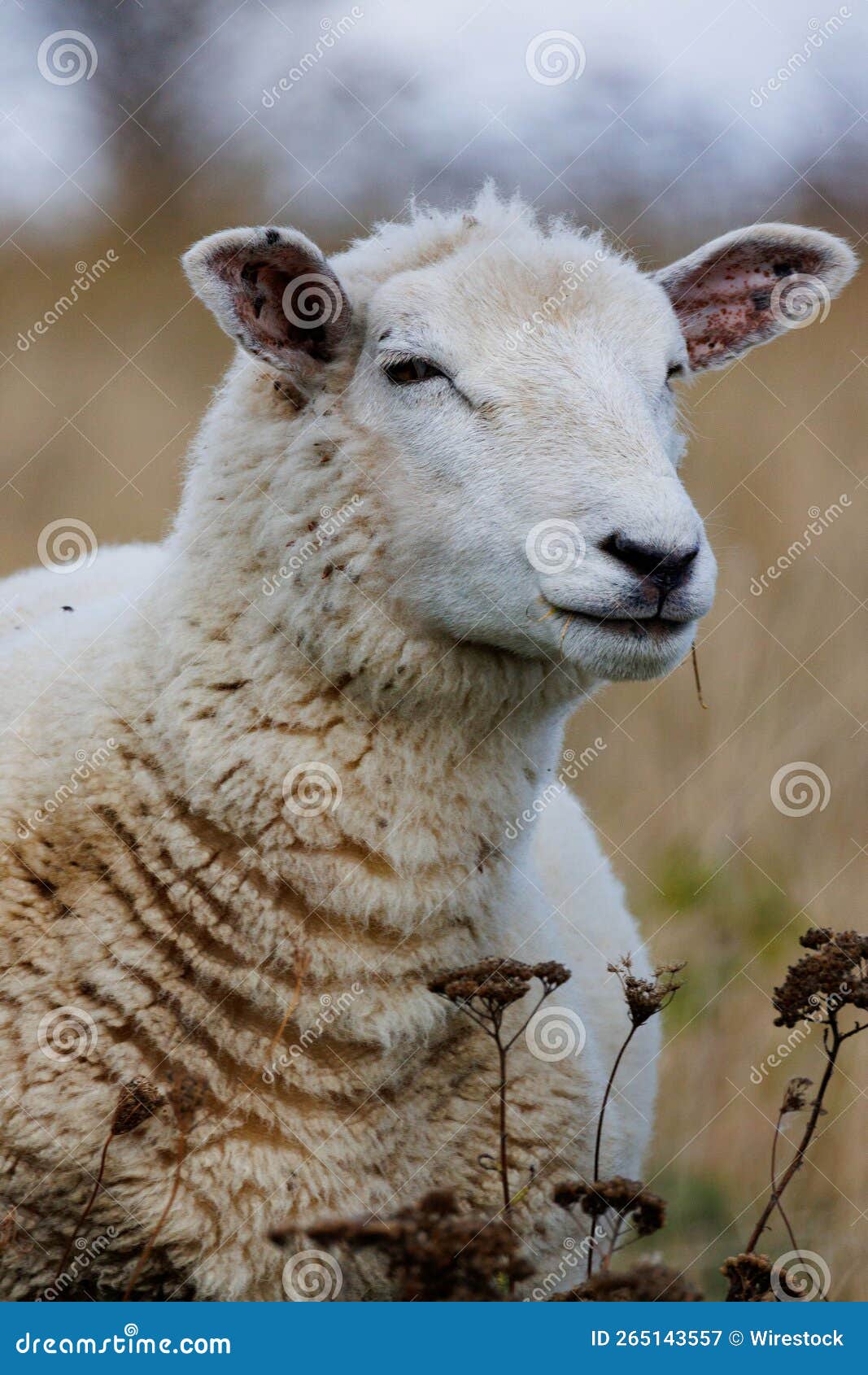 Vertical Closeup of a Fluffy Devon Closewool Sheep Captured in a ...