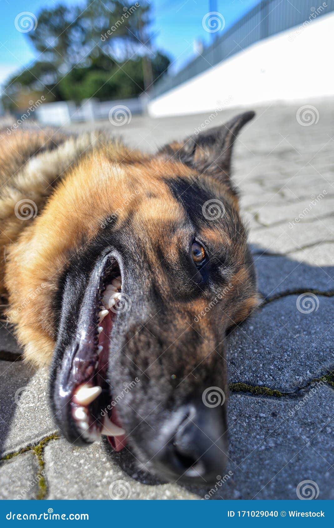 Smiling German Shepherd Meme