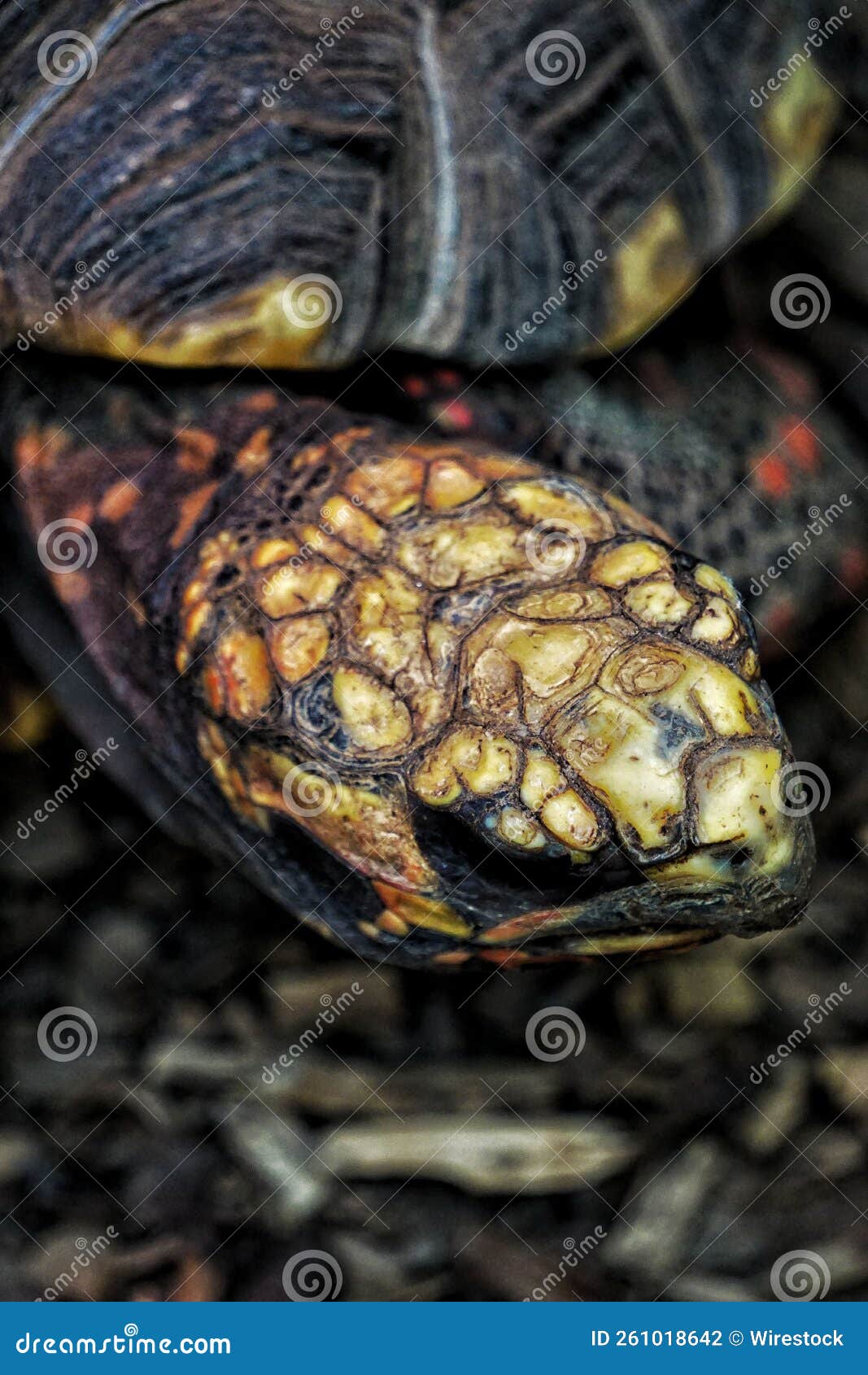 Vertical Closeup of a Giant Tortoise Head Stock Photo - Image of ...