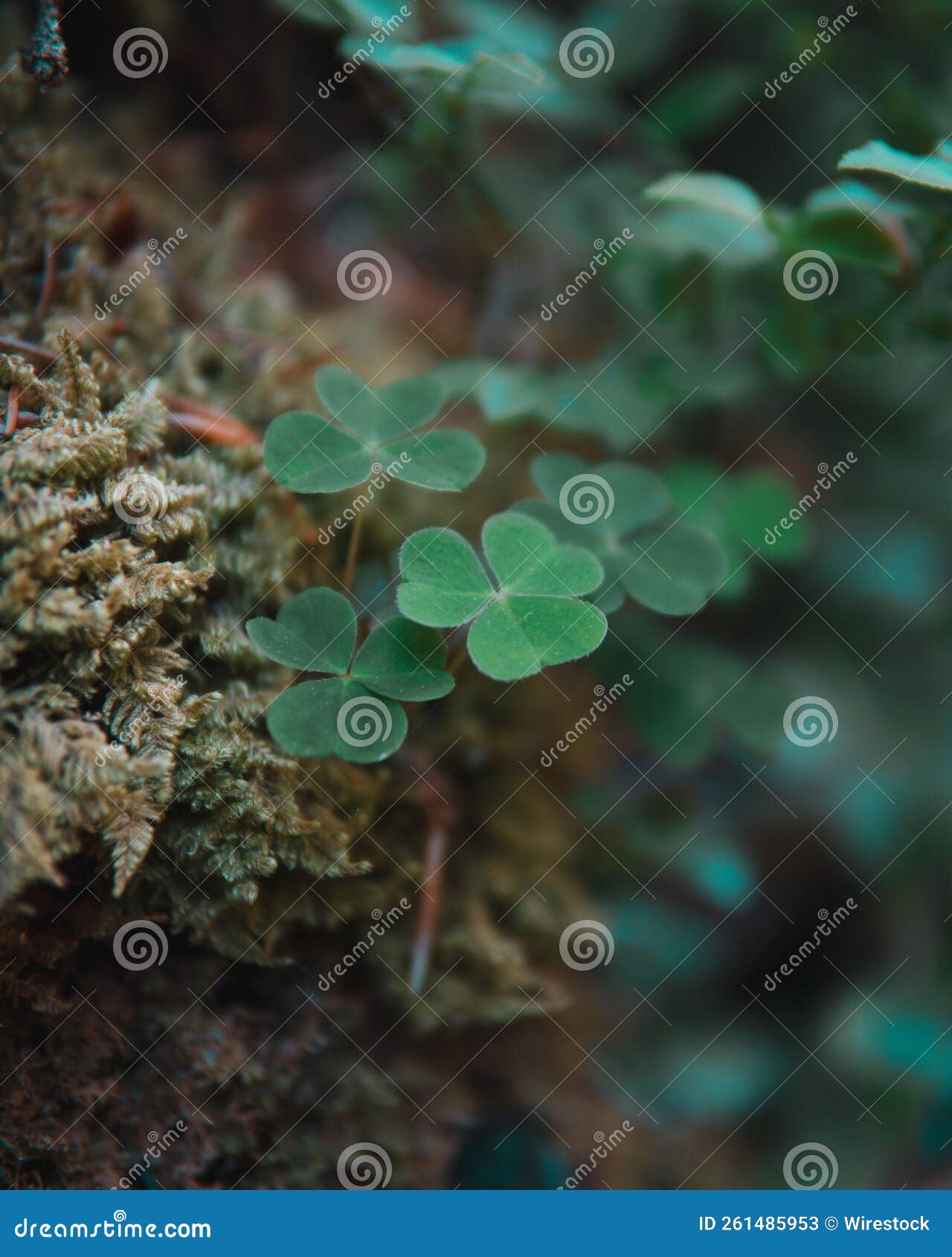 Vertical Closeup of Green Clover Growing on a Shrub Stock Image - Image ...