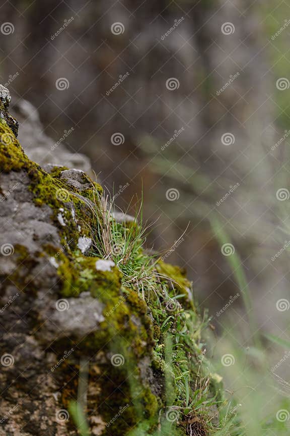Vertical Closeup of Green Grass on a Rock Stock Photo - Image of nature ...