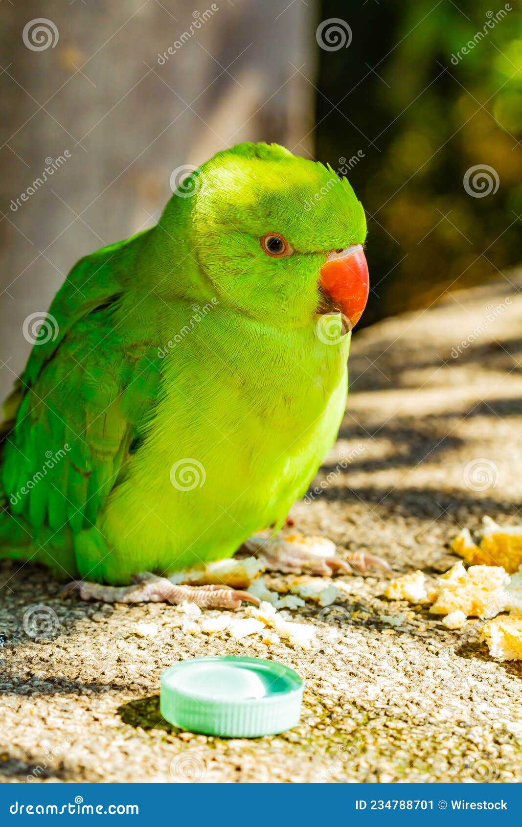 Vertical Closeup of a Green Kramer S Parrot (Psittacula Krameri) with a ...