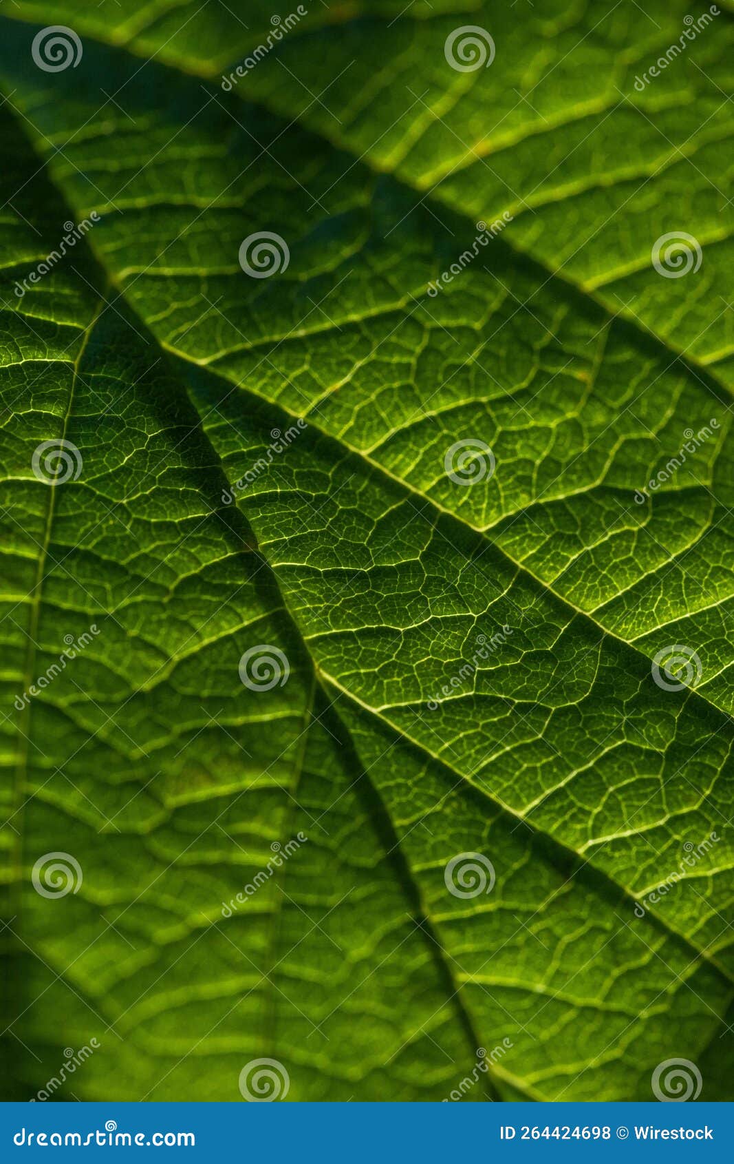 Vertical Closeup of a Green Leaf. Natural Pattern Stock Illustration ...