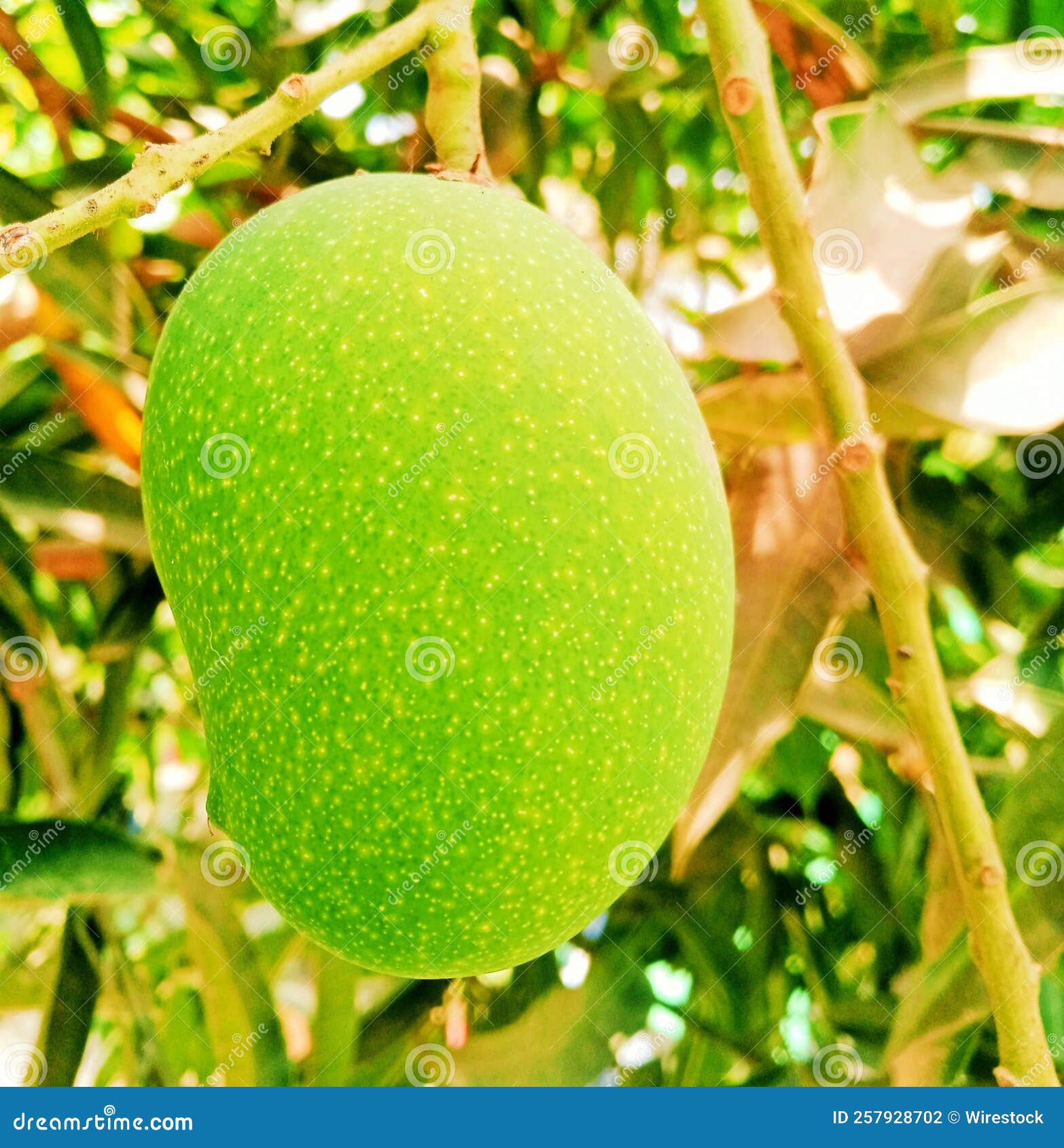 Vertical Closeup of a Green Raw Mango with Leaves and Branches Blurred ...