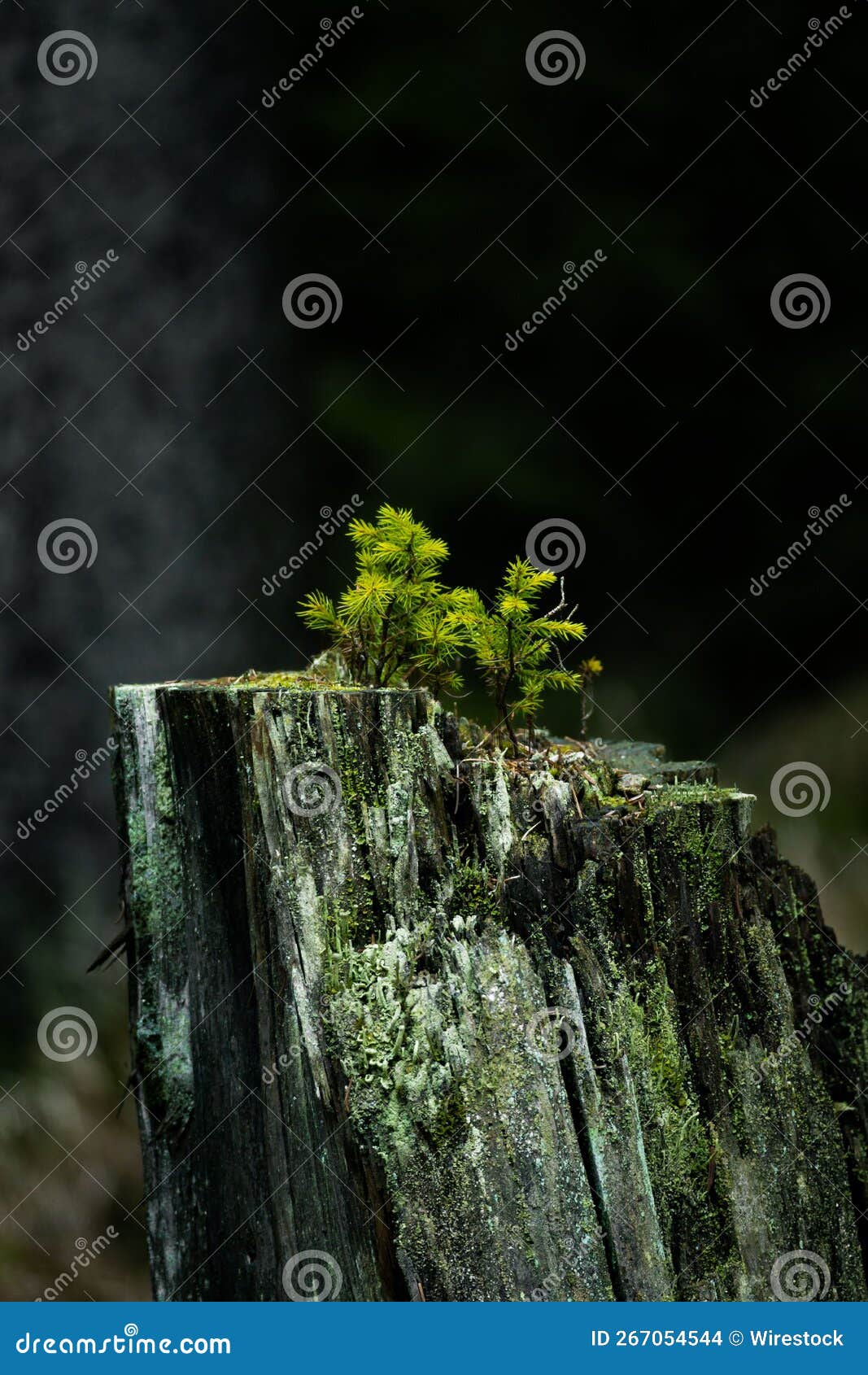 Vertical Closeup of Green Tendrils Growing on a Tree Stump in a Forest ...
