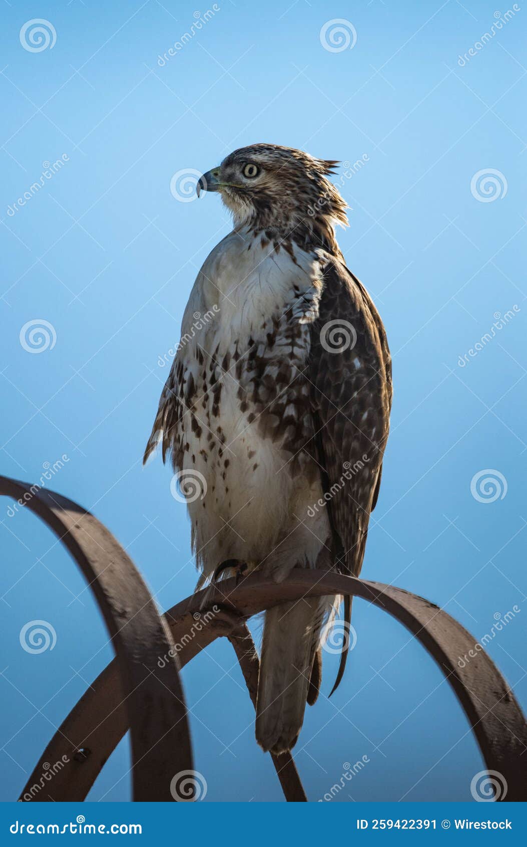 Vertical Closeup of a Hawk Bird Perching on a Metal Structure Under the ...