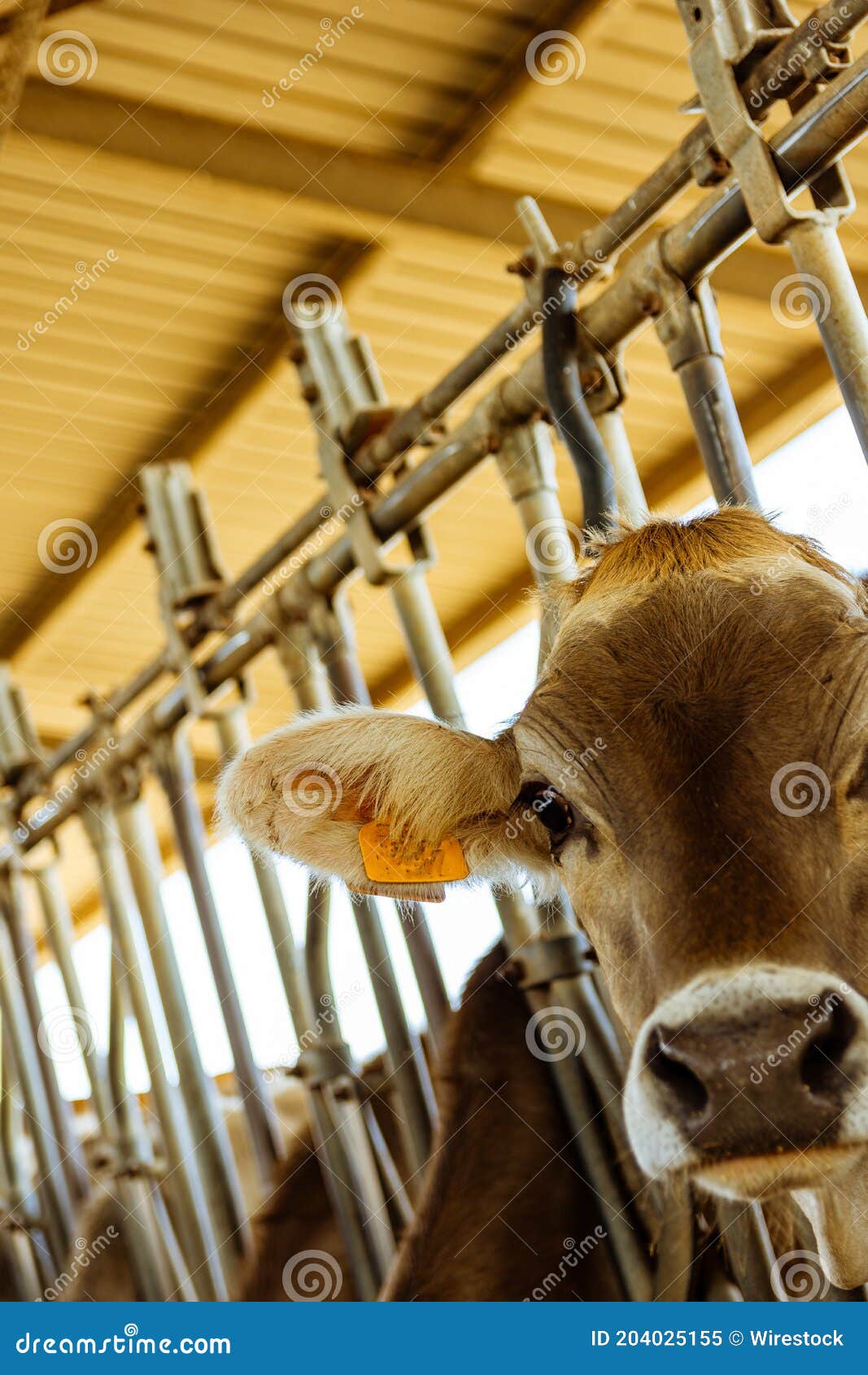 Vertical Closeup of a Head of a Cow Looking through Metallic Bars To ...