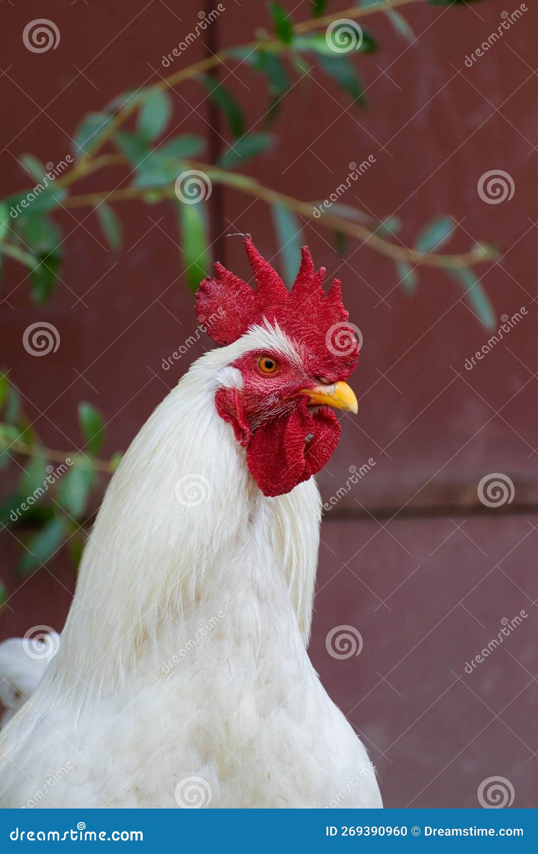 Vertical Closeup of a Head of a Rooster Stock Photo - Image of head ...