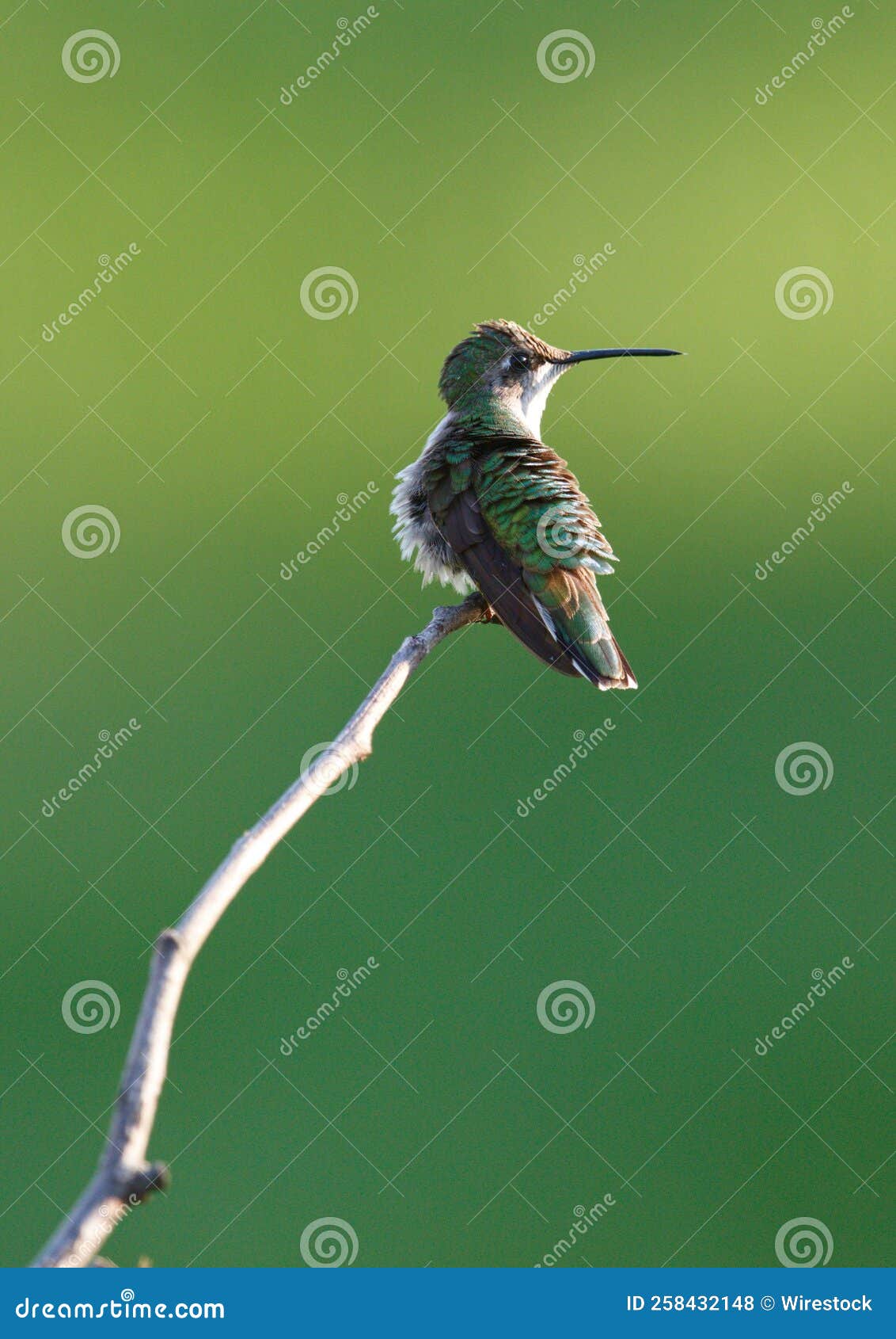 Vertical Closeup of Hispaniolan Mango Standing on a Tree Branch with ...
