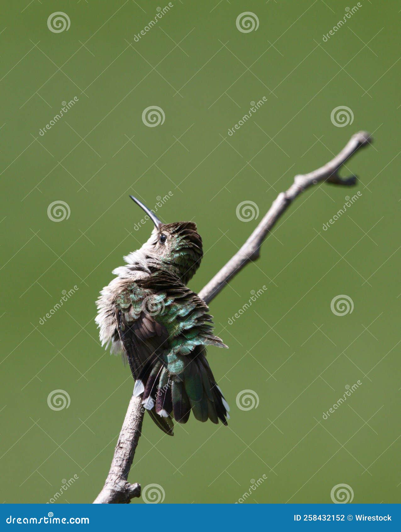 Vertical Closeup of Hispaniolan Mango Standing on a Tree Branch with ...