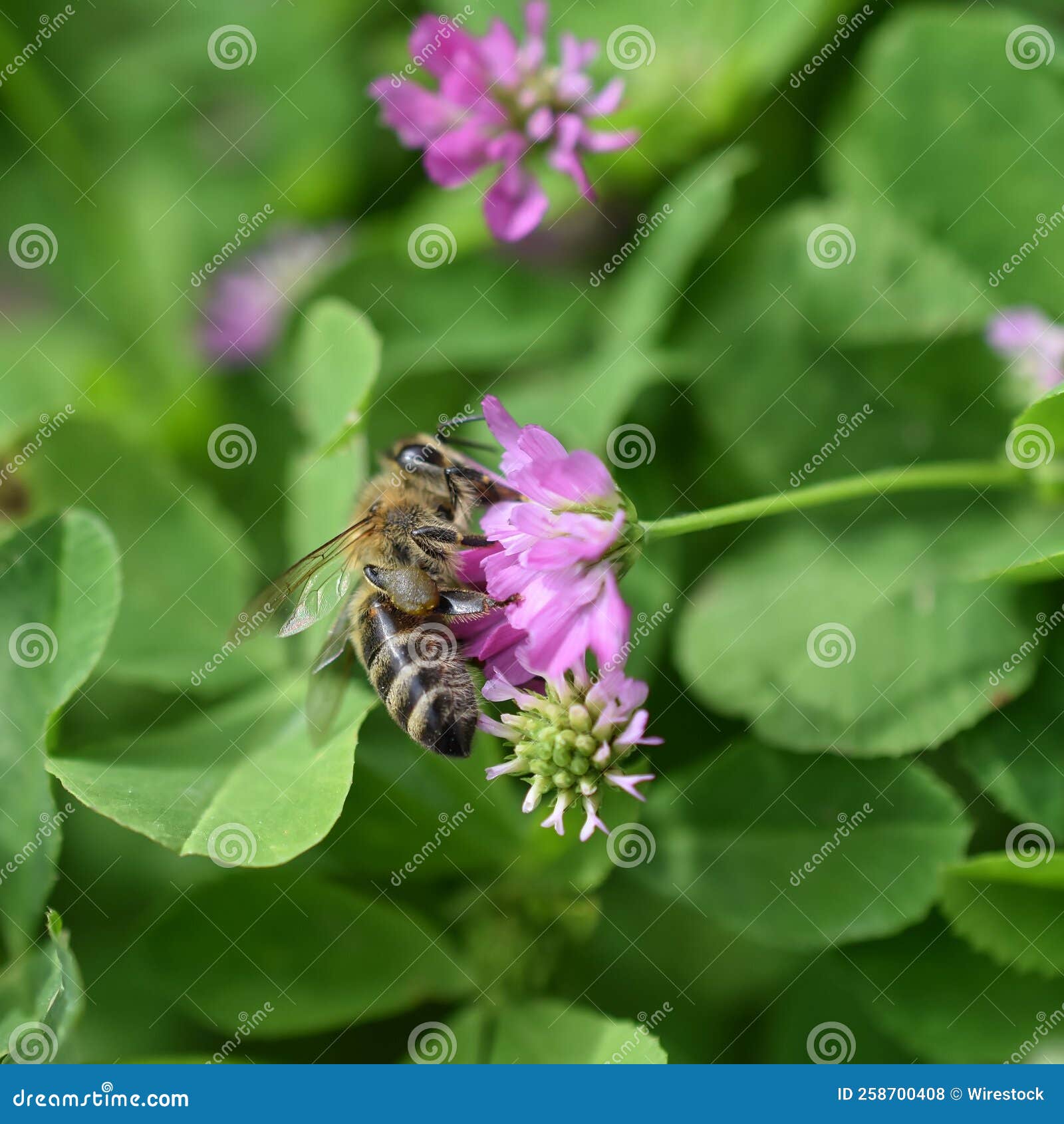 Vertical Closeup of a Honey Bee on a Clover. Stock Photo - Image of ...