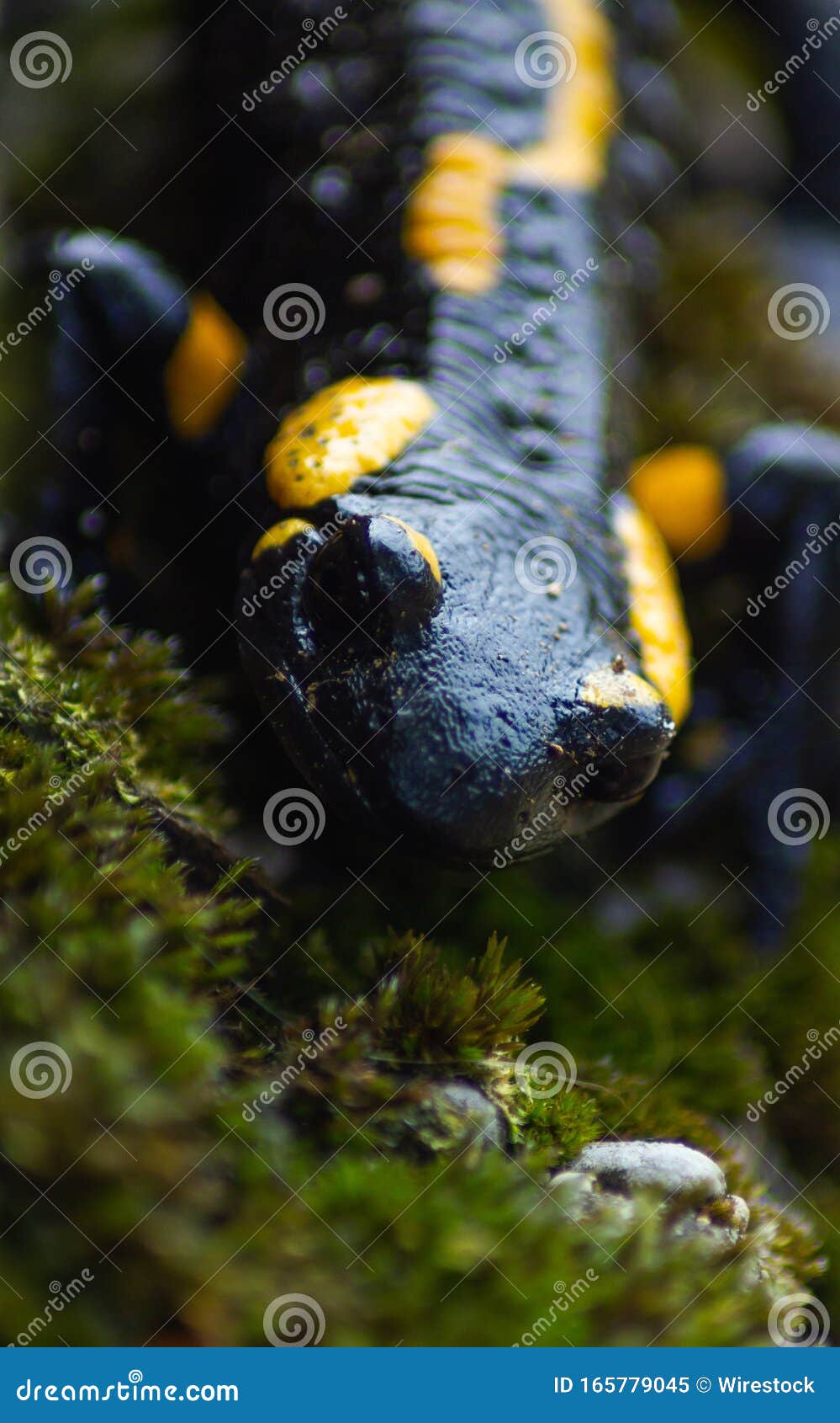Vertical Closeup Hot of a Black and Yellow Triton Lizard in a Natural ...