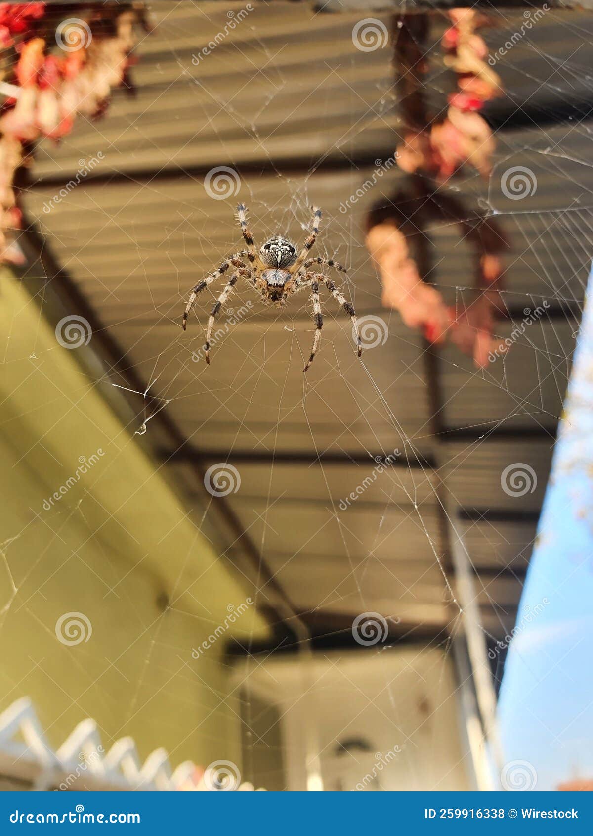 Vertical Closeup of a House Spider on Its Web Stock Photo - Image of ...