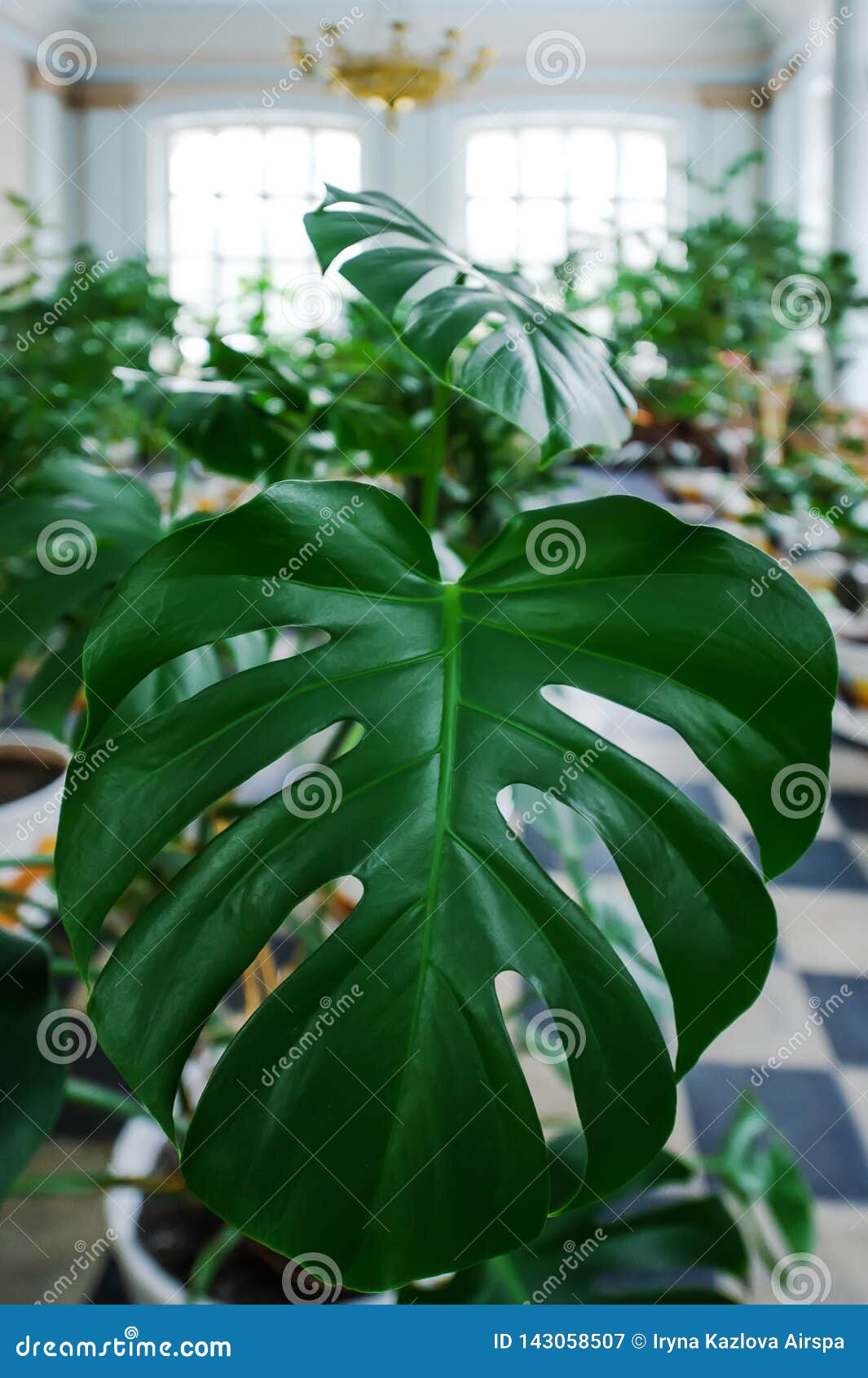 A Vertical Closeup Image of the Large Leaf of a Green Plant in a ...