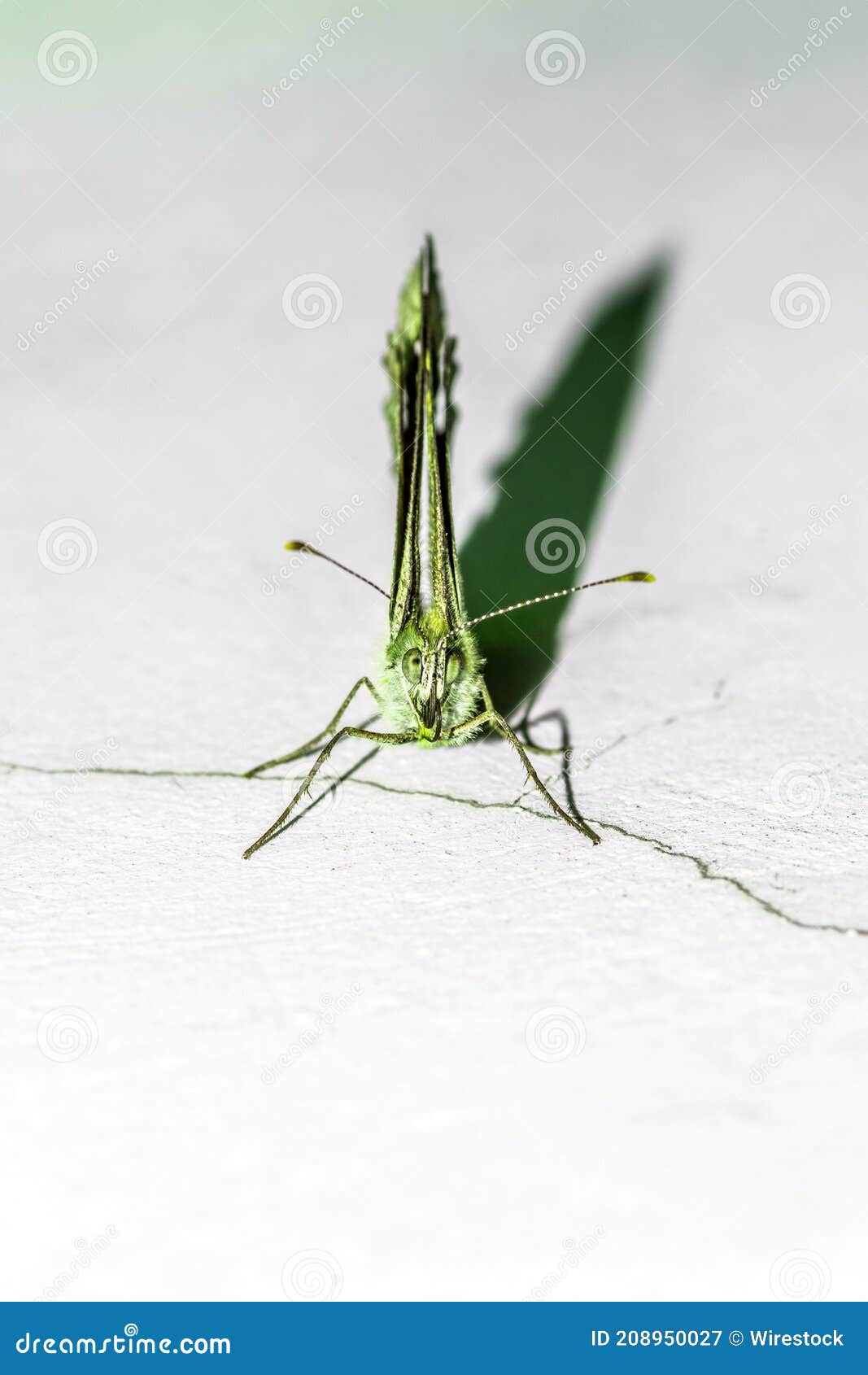 Vertical Closeup of an Insect Sitting on a White Surface Stock Image ...
