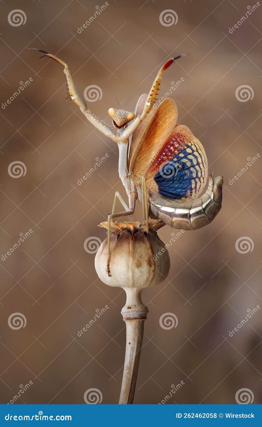 Vertical Closeup of Iris Oratoria, Also Known As Mediterranean Mantis ...