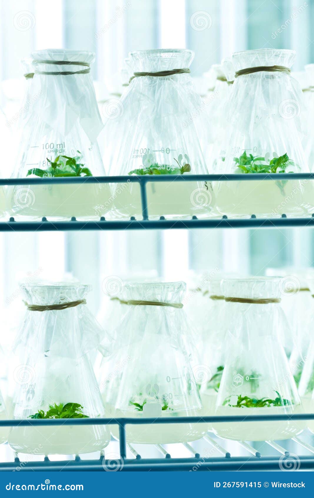 Vertical Closeup of Laboratory Conical Flasks with Green Plant Samples ... Vertical Closeup of Laboratory Conical Flasks with Green Plant Samples ...