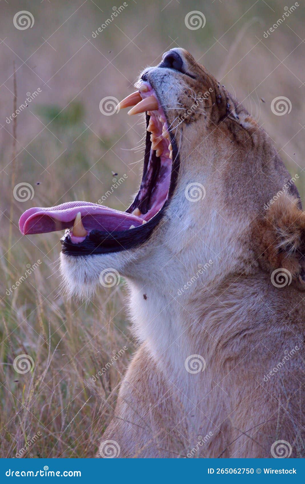 Vertical Closeup of a Lion Roaring in a Field Stock Photo - Image of ...